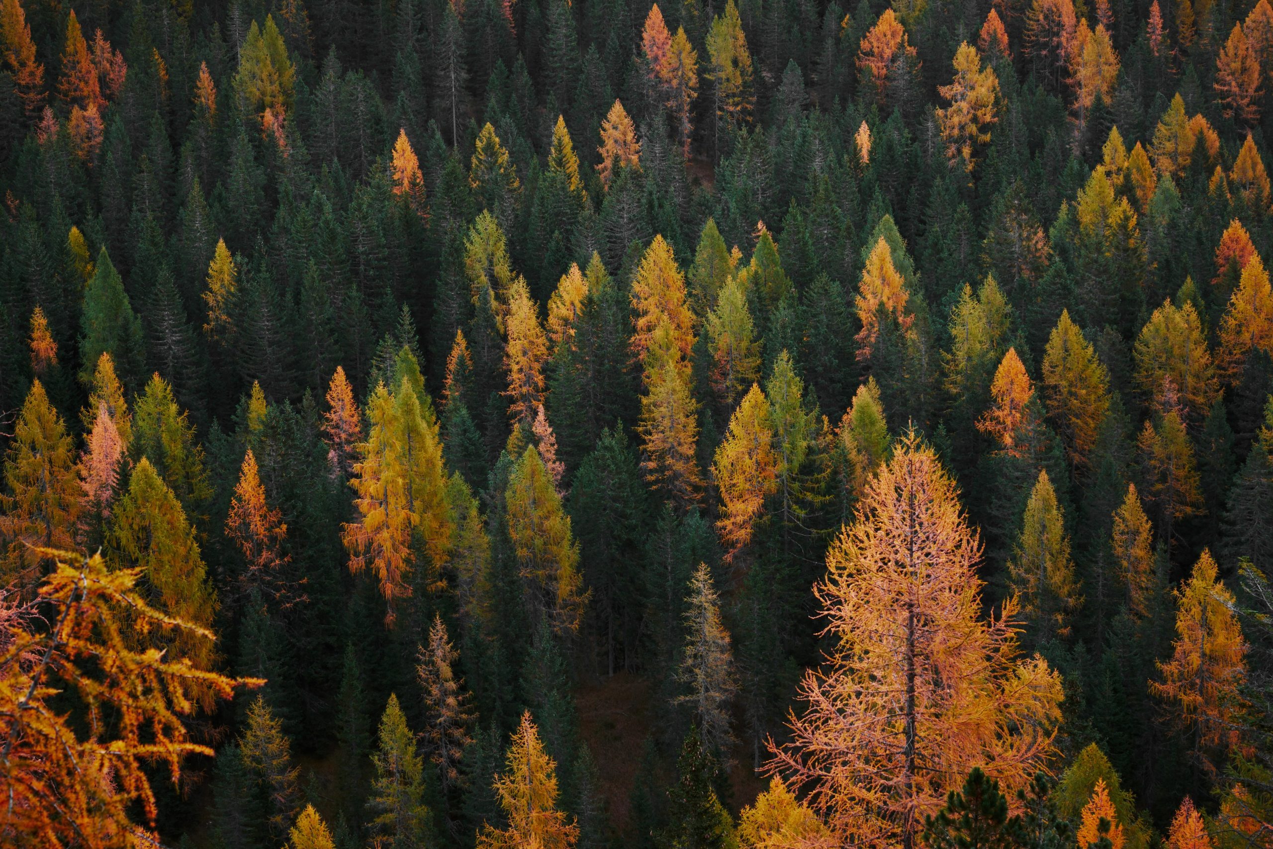 Oasi Zegna: dove vedere il foliage in Piemonte » Diario contemporaneo